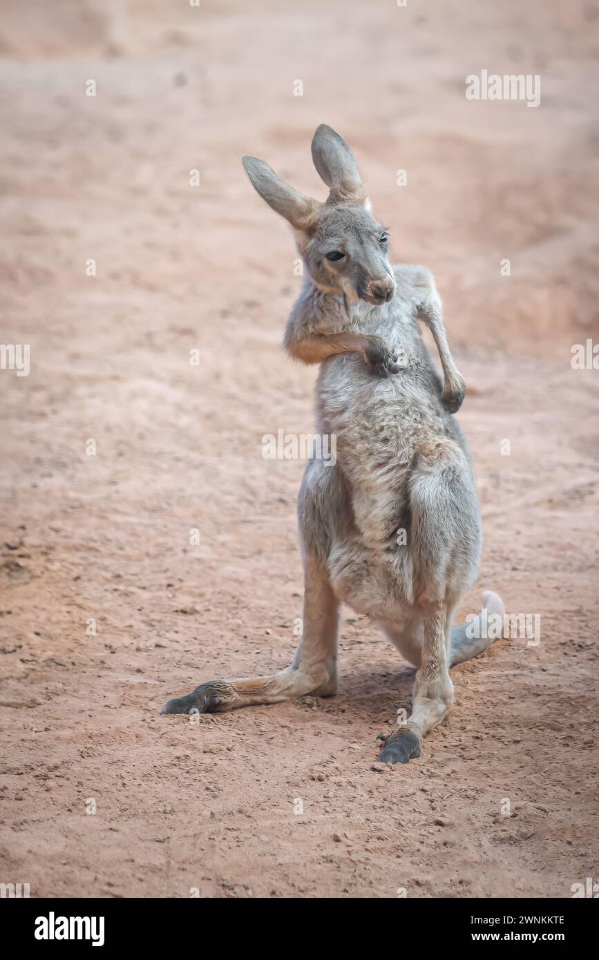 Cute baby kangaroo hi-res stock photography and images - Alamy