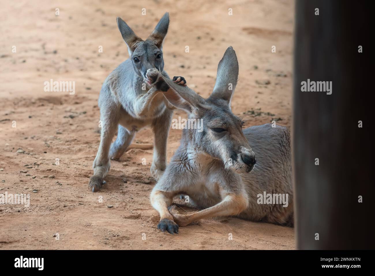 Baby Red Kangaroo playing with its mothers ear (Osphranter rufus Stock ...