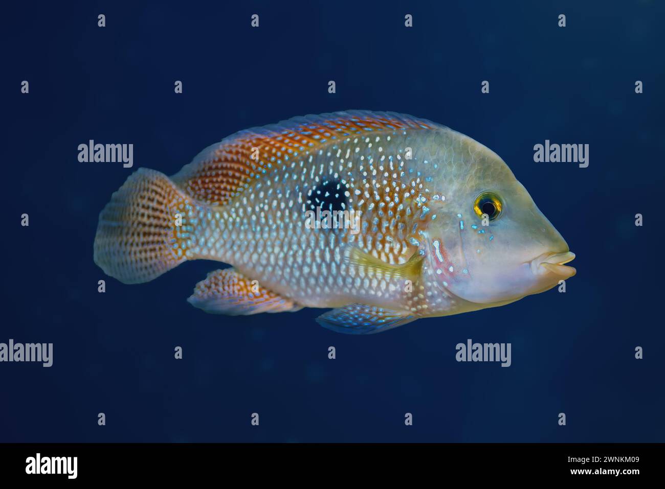 Pearl Cichlid (Geophagus brasiliensis) - Freshwater Fish Stock Photo ...