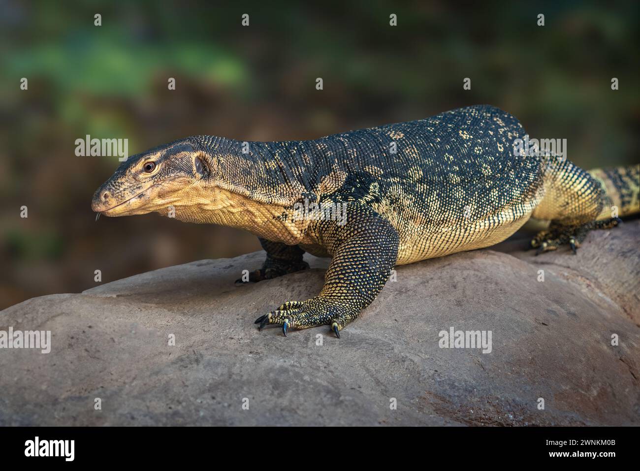 Asian lizard hi-res stock photography and images - Alamy