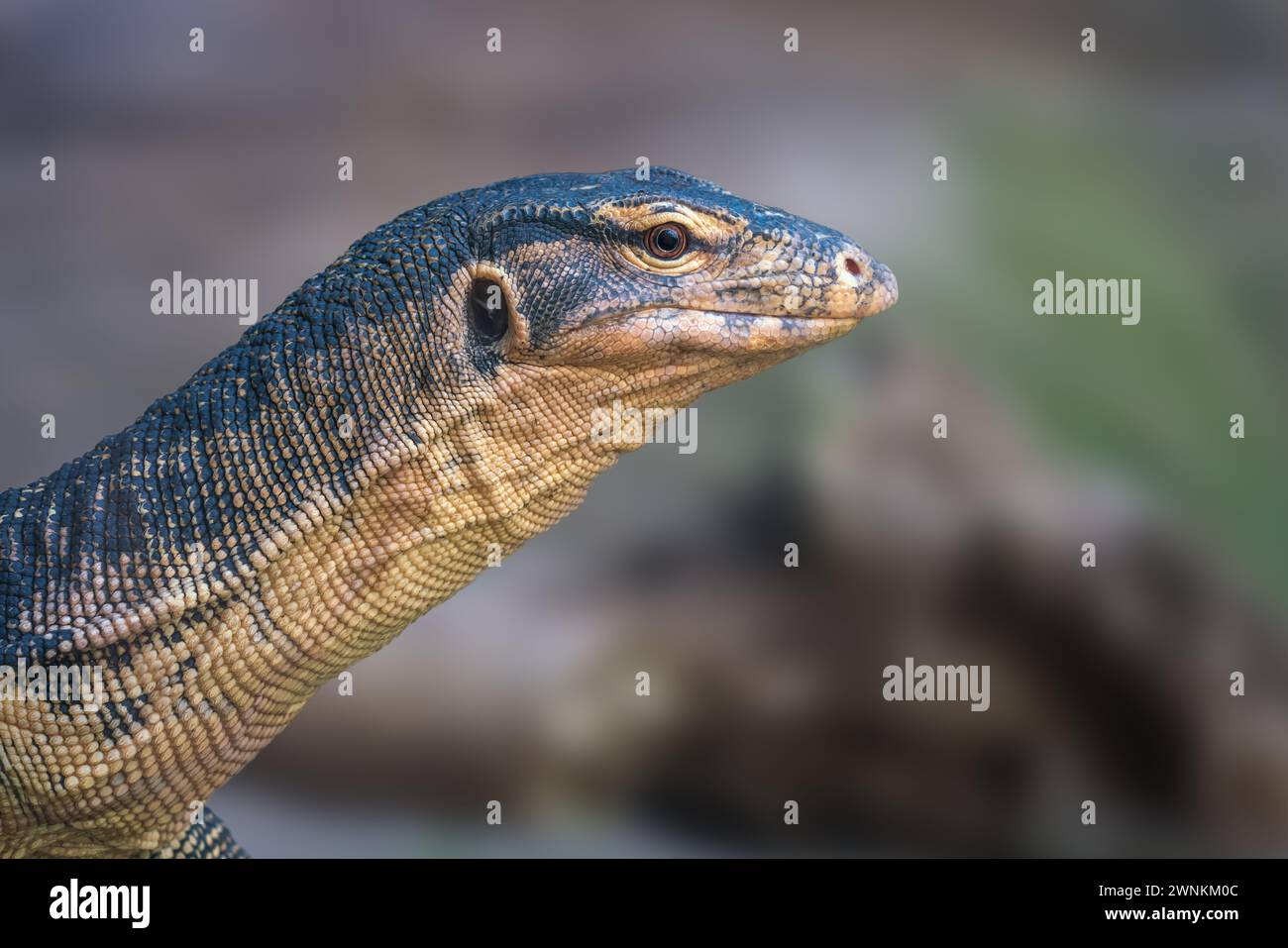 Asian lizard hi-res stock photography and images - Alamy