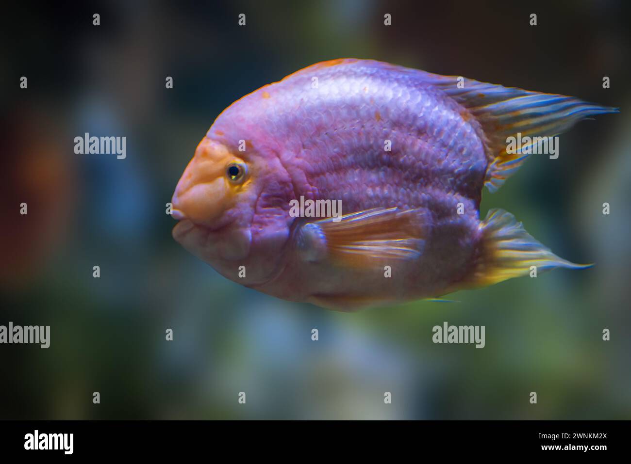 Midas Cichlid (Amphilophus citrinellus) - Freshwater Fish Stock Photo - Alamy