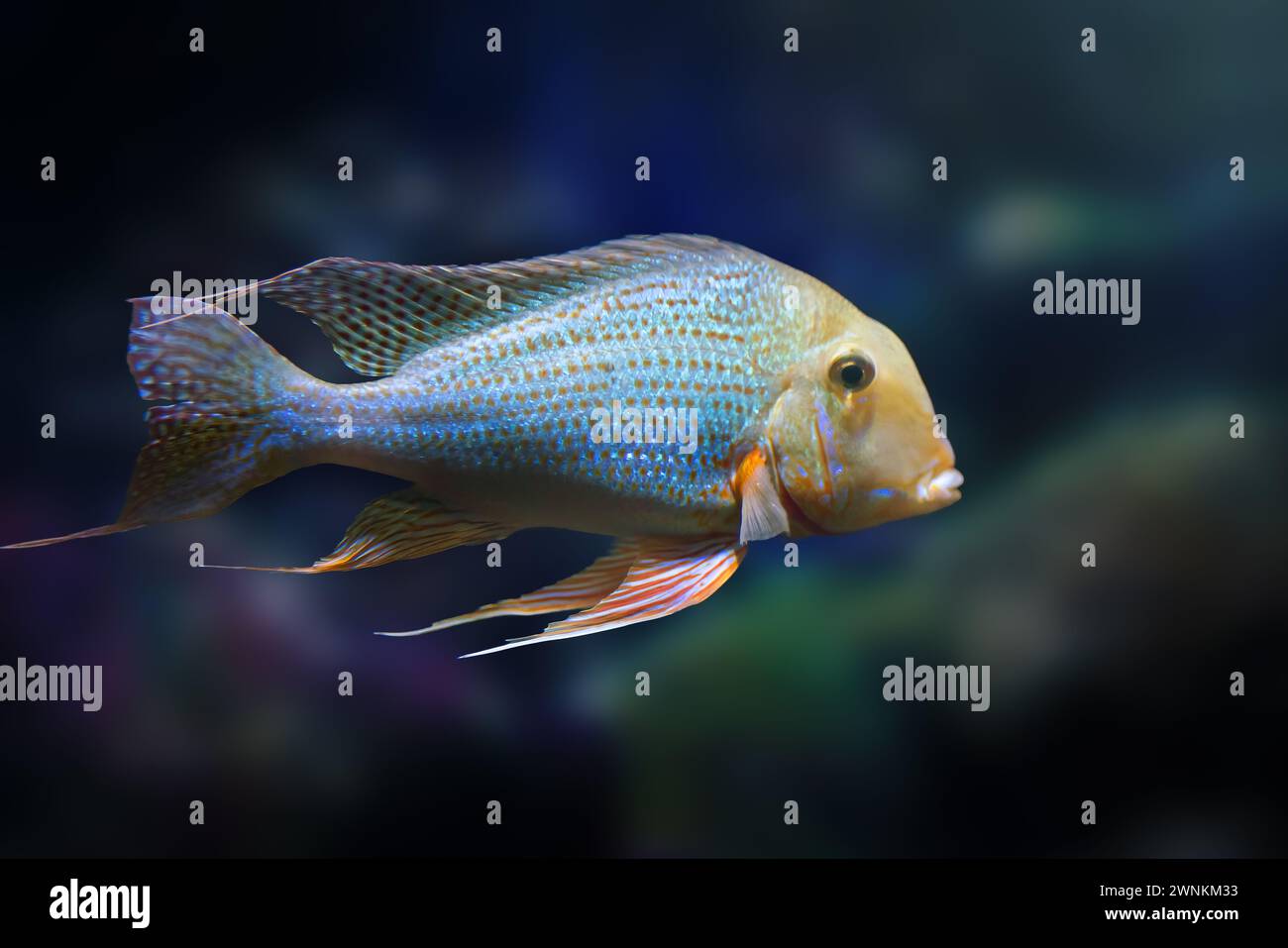 Pearl Cichlid Altifrons (Geophagus altifrons) - Freshwater Fish Stock ...