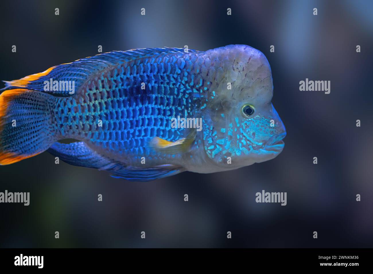 Green Terror (Andinoacara rivulatus) - Freshwater Fish Stock Photo - Alamy