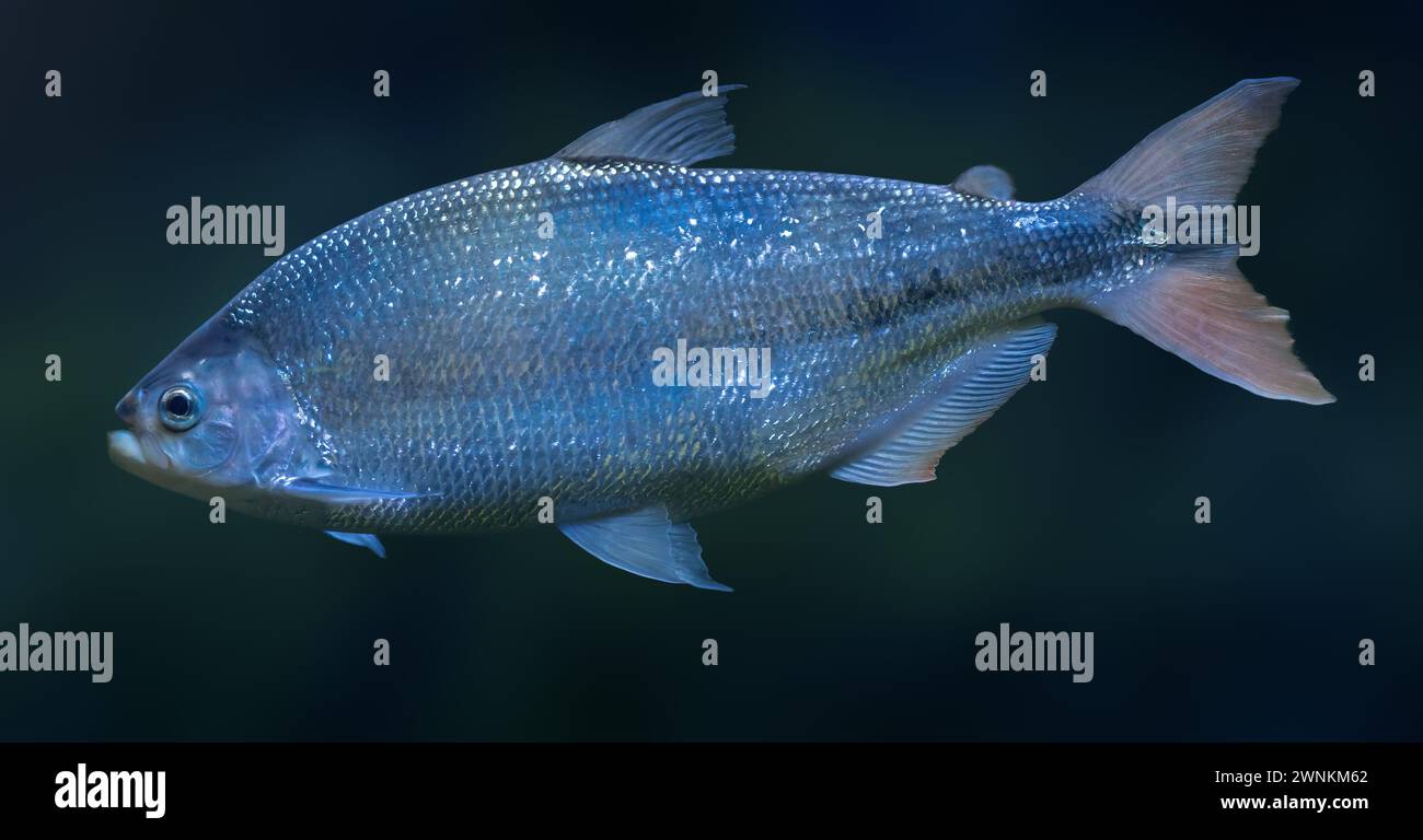 Piraputanga (Brycon hilarii) - Freshwater Fish Stock Photo - Alamy