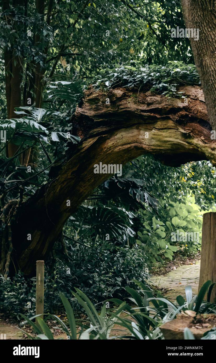 Tree arch in botanical garden. Path in forest, summer nature, green ...