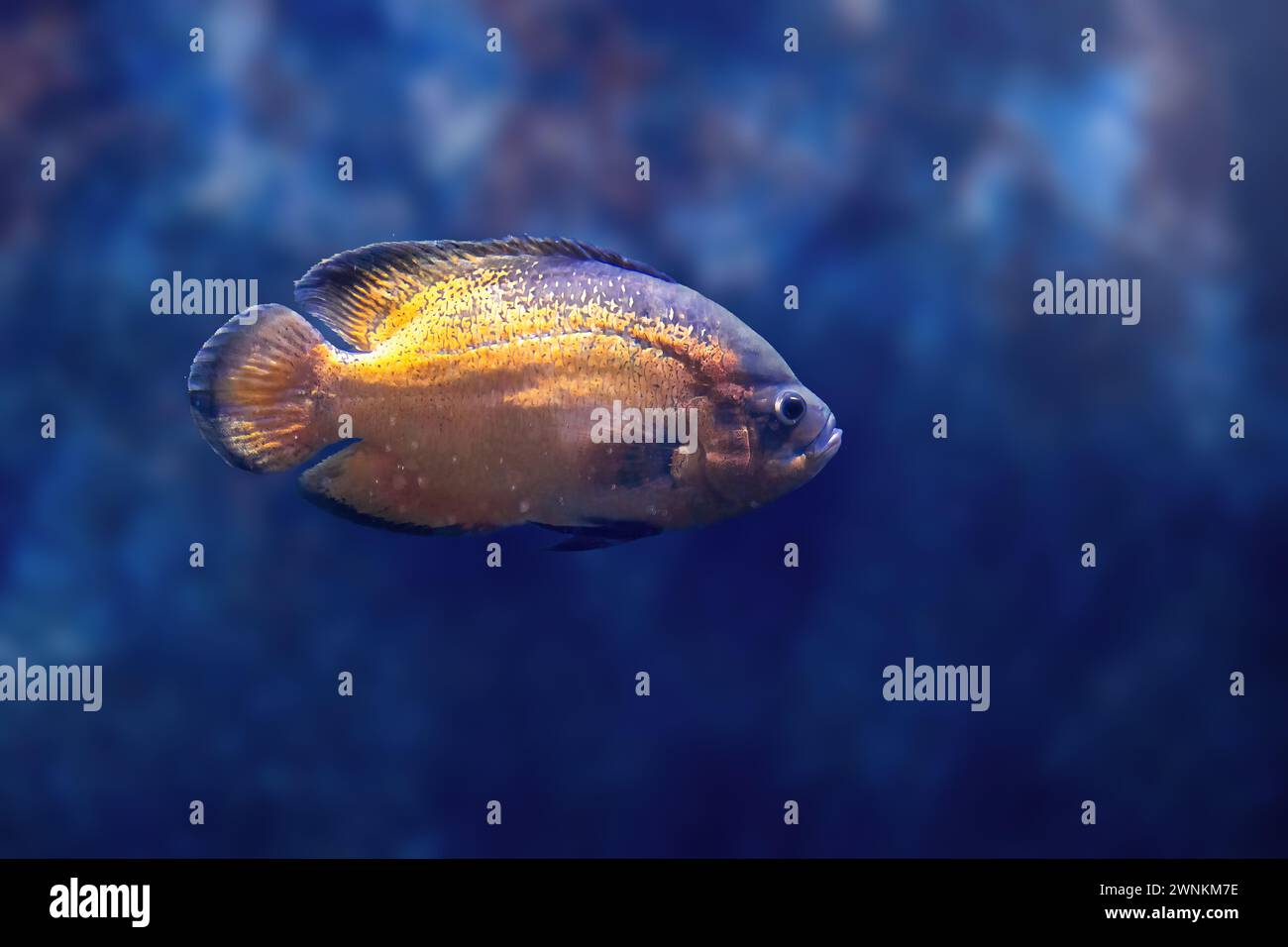 Copper Oscar (Astronotus ocellatus) - Freshwater Fish Stock Photo - Alamy