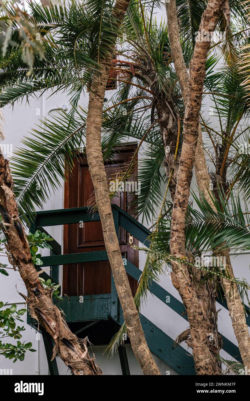 Brown wooden door and green stairs outside. View through palm trees ...