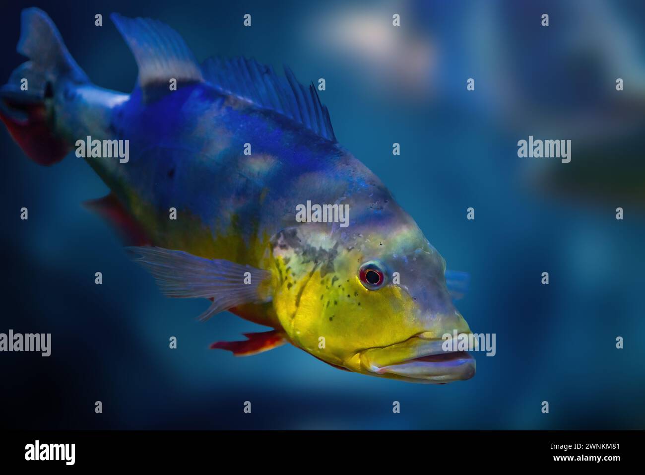 Yellow Peacock Bass (Cichla kelberi) - Freshwater Fish Stock Photo - Alamy