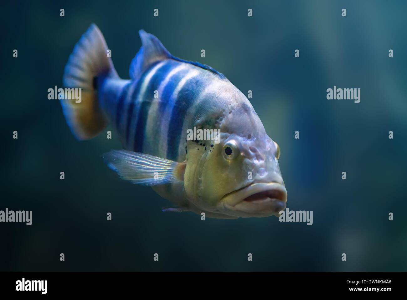 Blue Peacock Bass (Cichla piquiti) - Freshwater Fish Stock Photo - Alamy