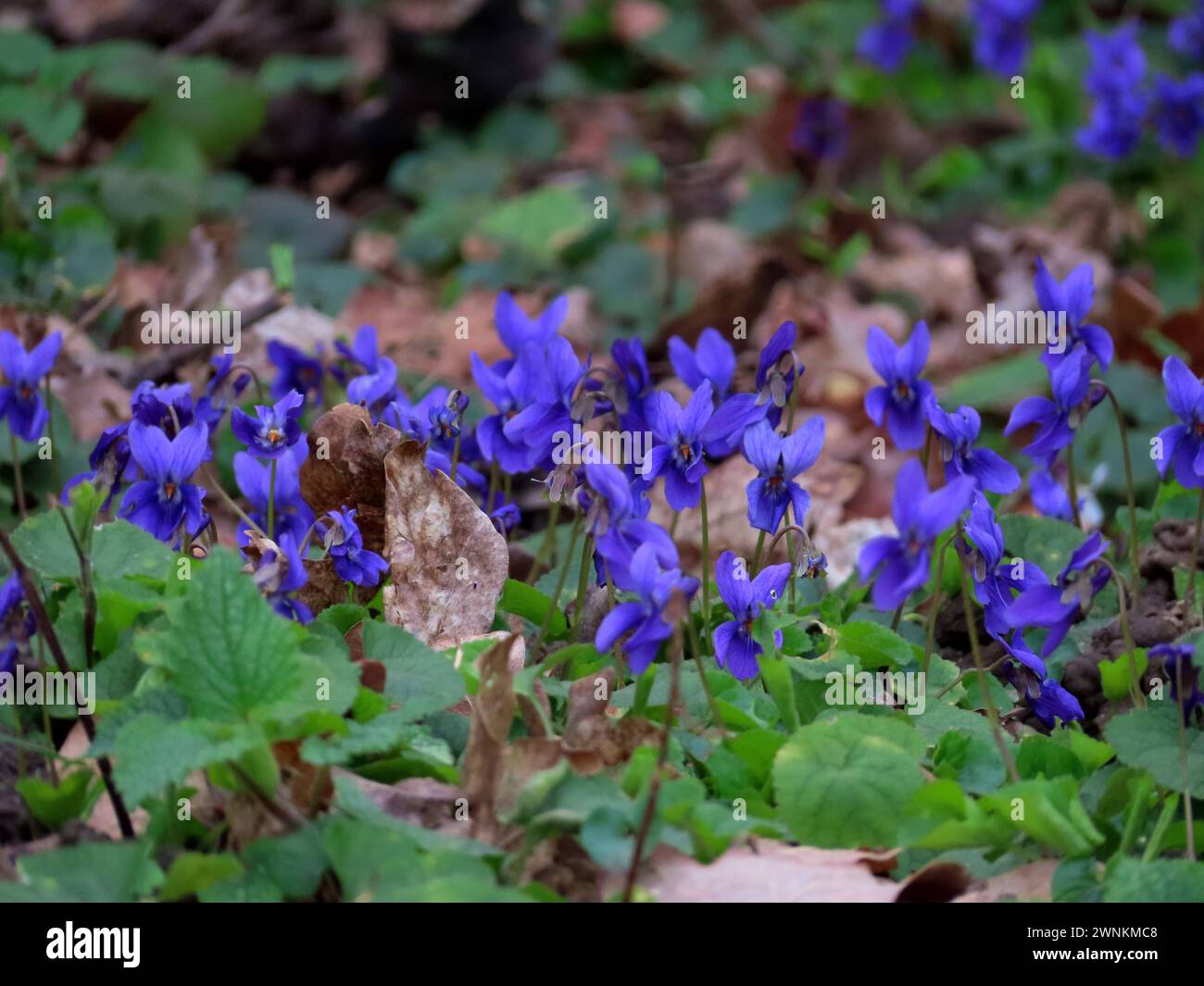 jetzt ist die große Zeit der Fruehlingsblueher - wie hier der Viola ...