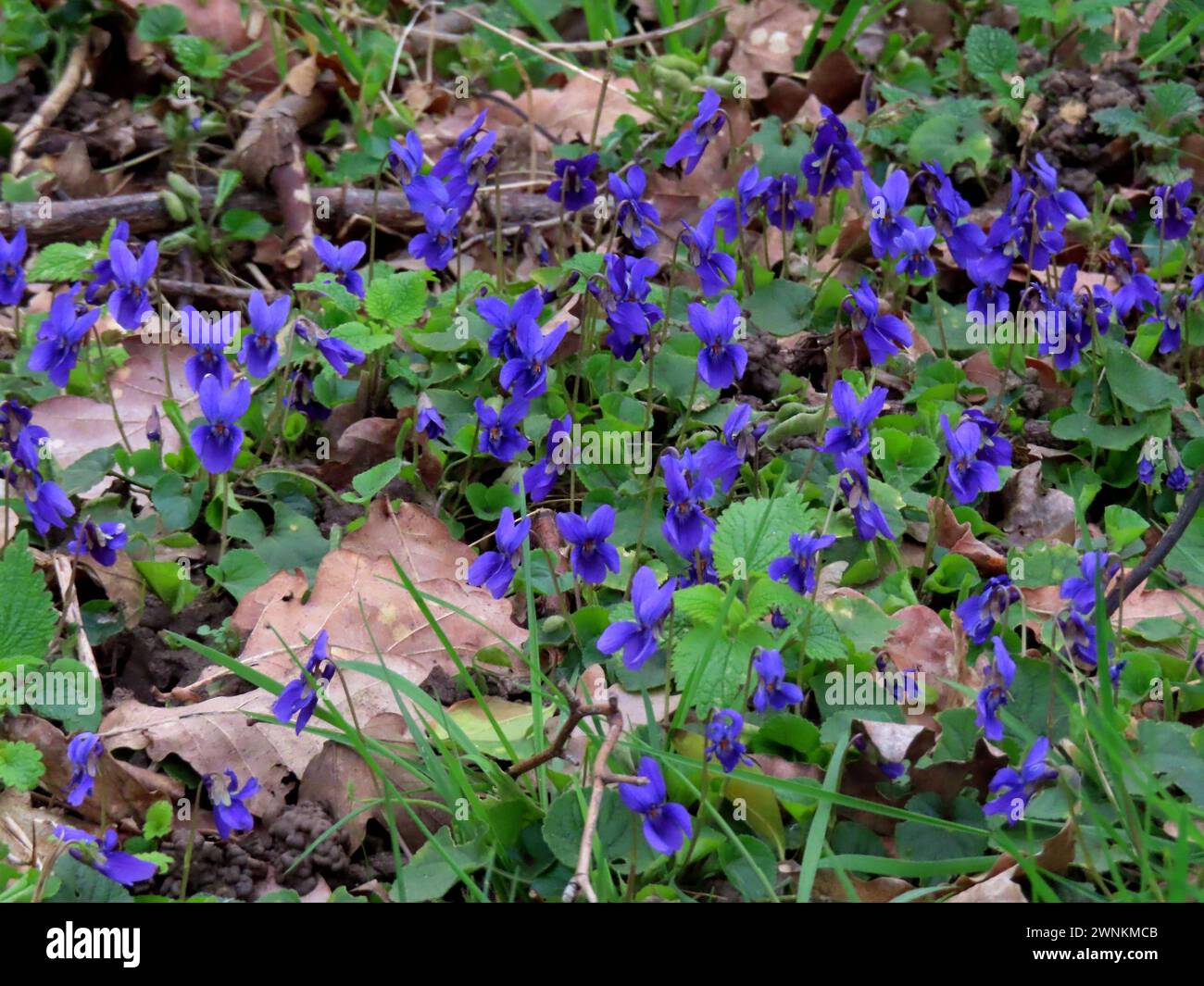 jetzt ist die große Zeit der Fruehlingsblueher - wie hier der Viola ...