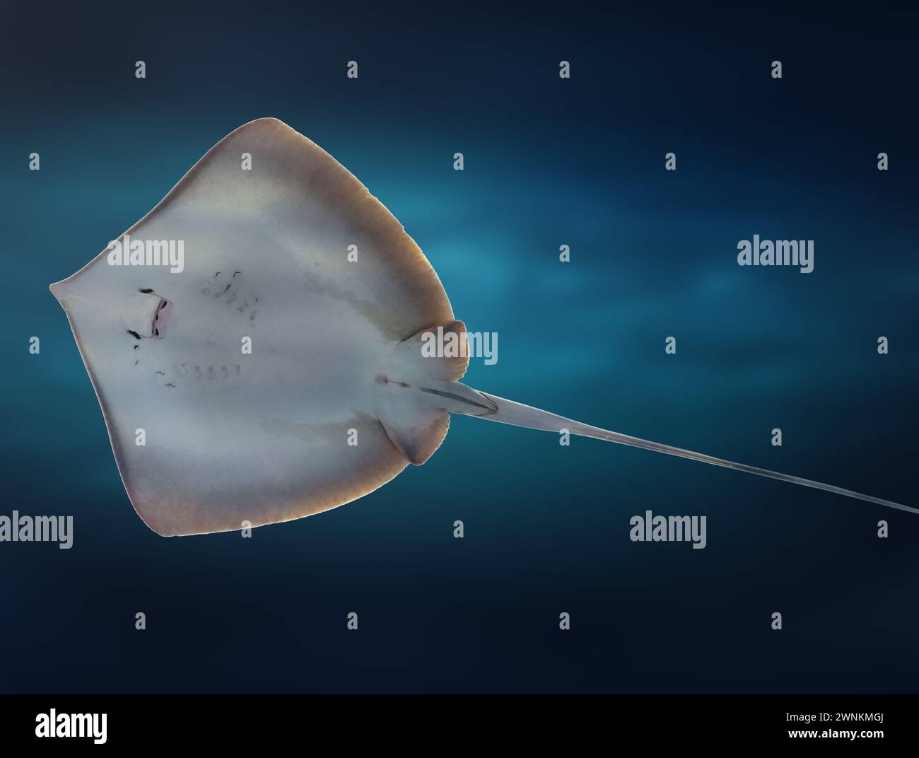 Southern Stingray (Hypanus americanus) underwater Stock Photo - Alamy