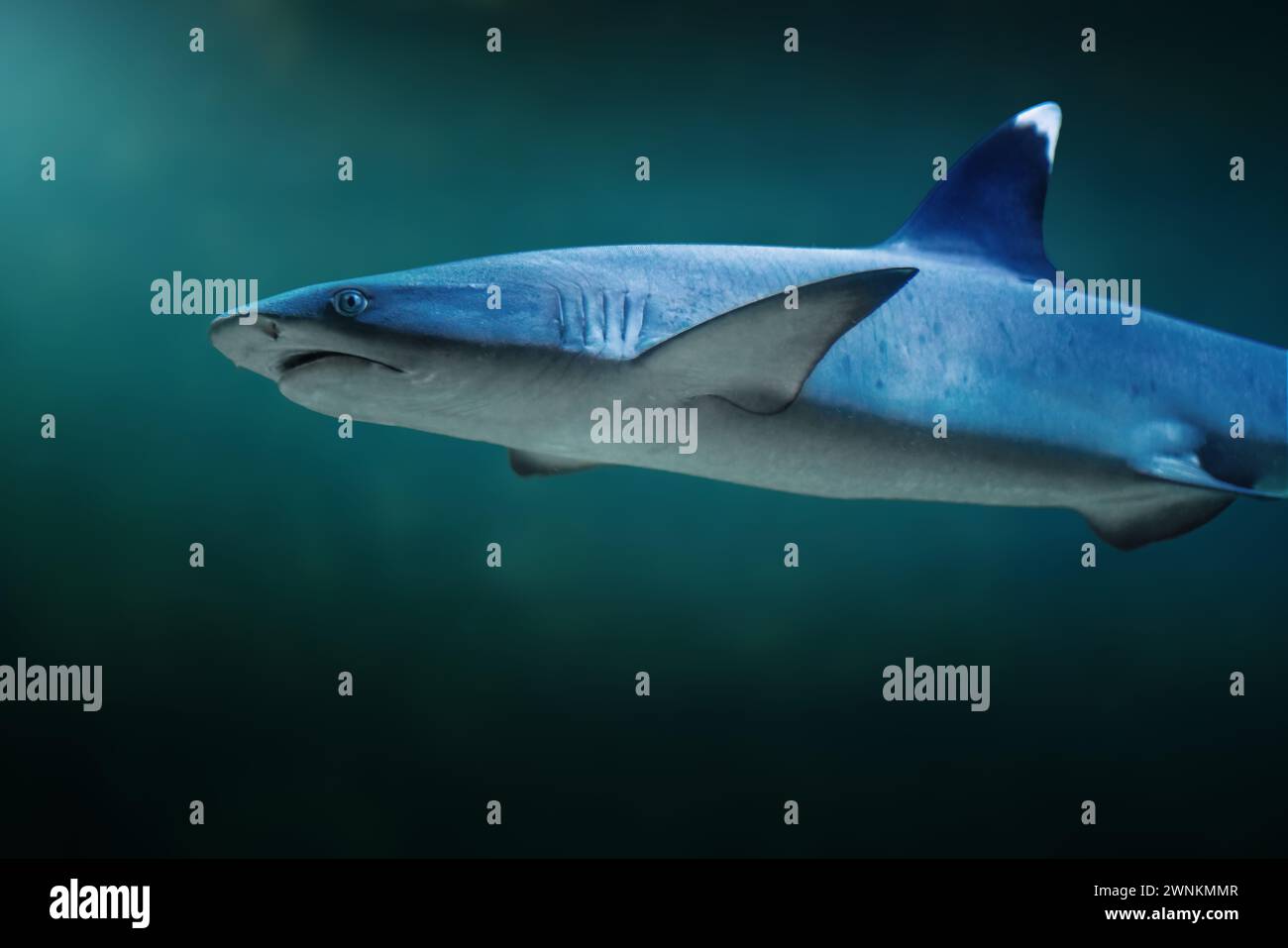 Reef shark species hi-res stock photography and images - Alamy