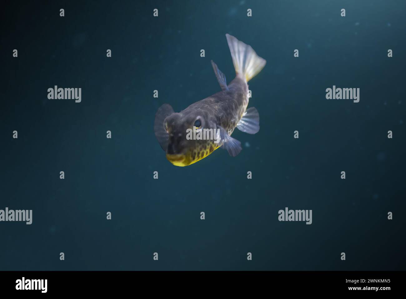 Band tail puffer fish hi-res stock photography and images - Alamy