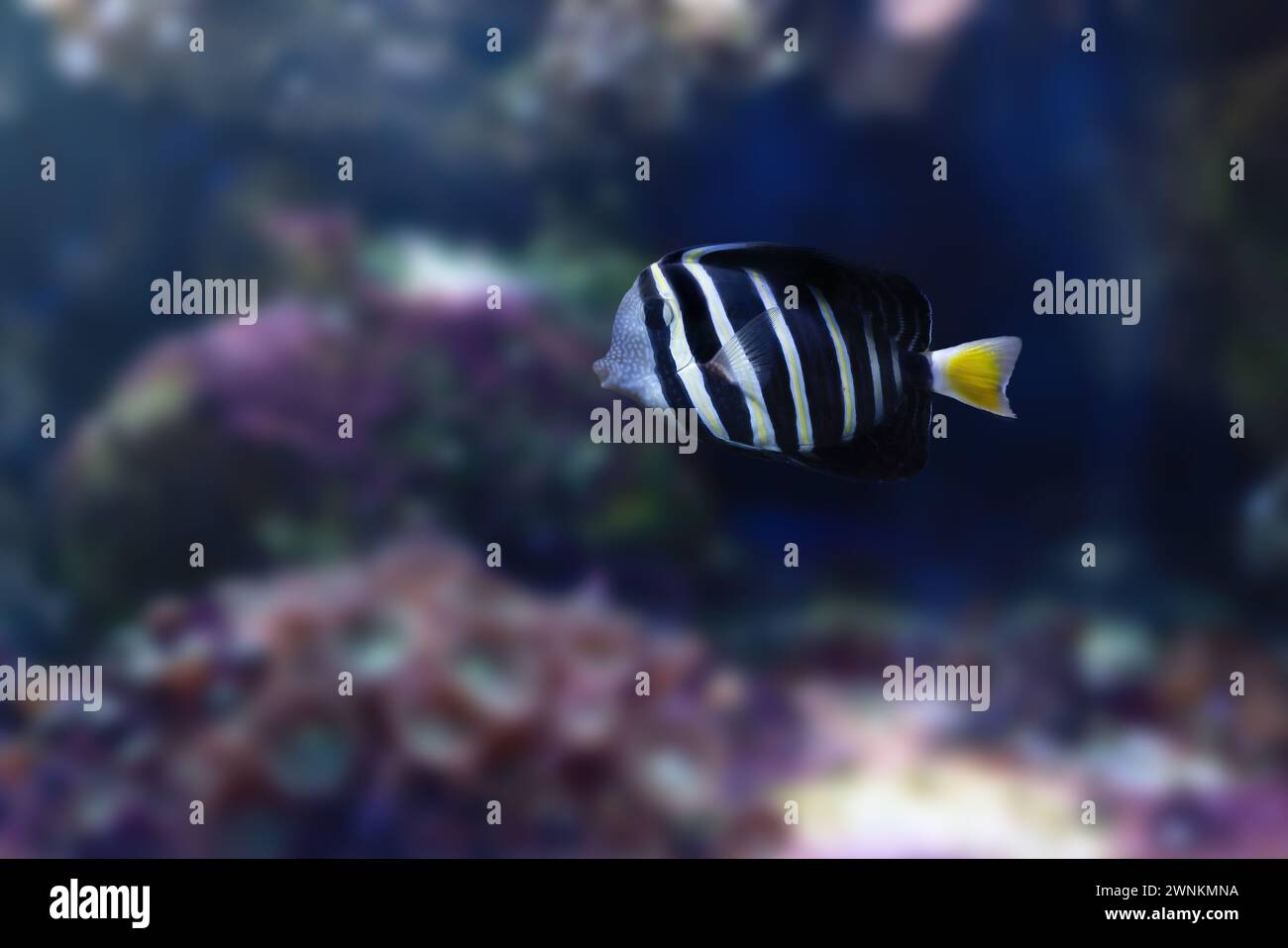 Sailfin Tang (Zebrasoma velifer) - Marine Fish Stock Photo - Alamy