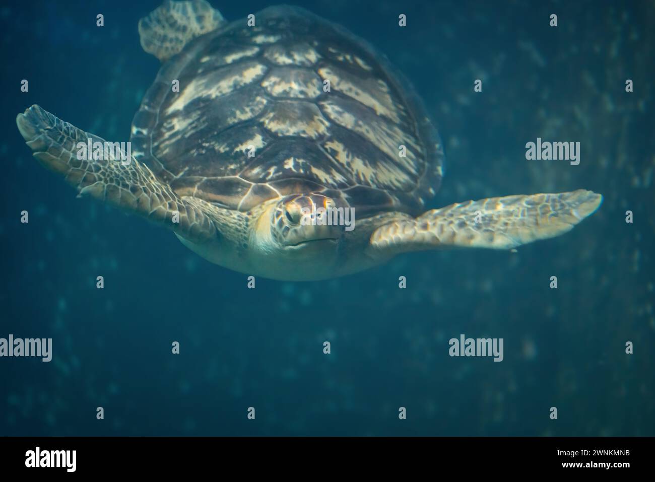 Green Sea Turtle (Chelonia mydas) underwater Stock Photo - Alamy