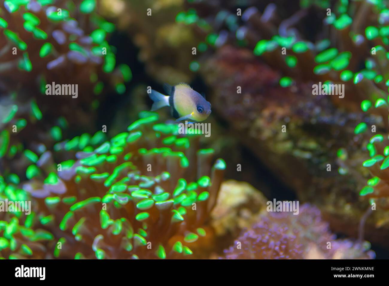 Black bar chromis hi-res stock photography and images - Alamy