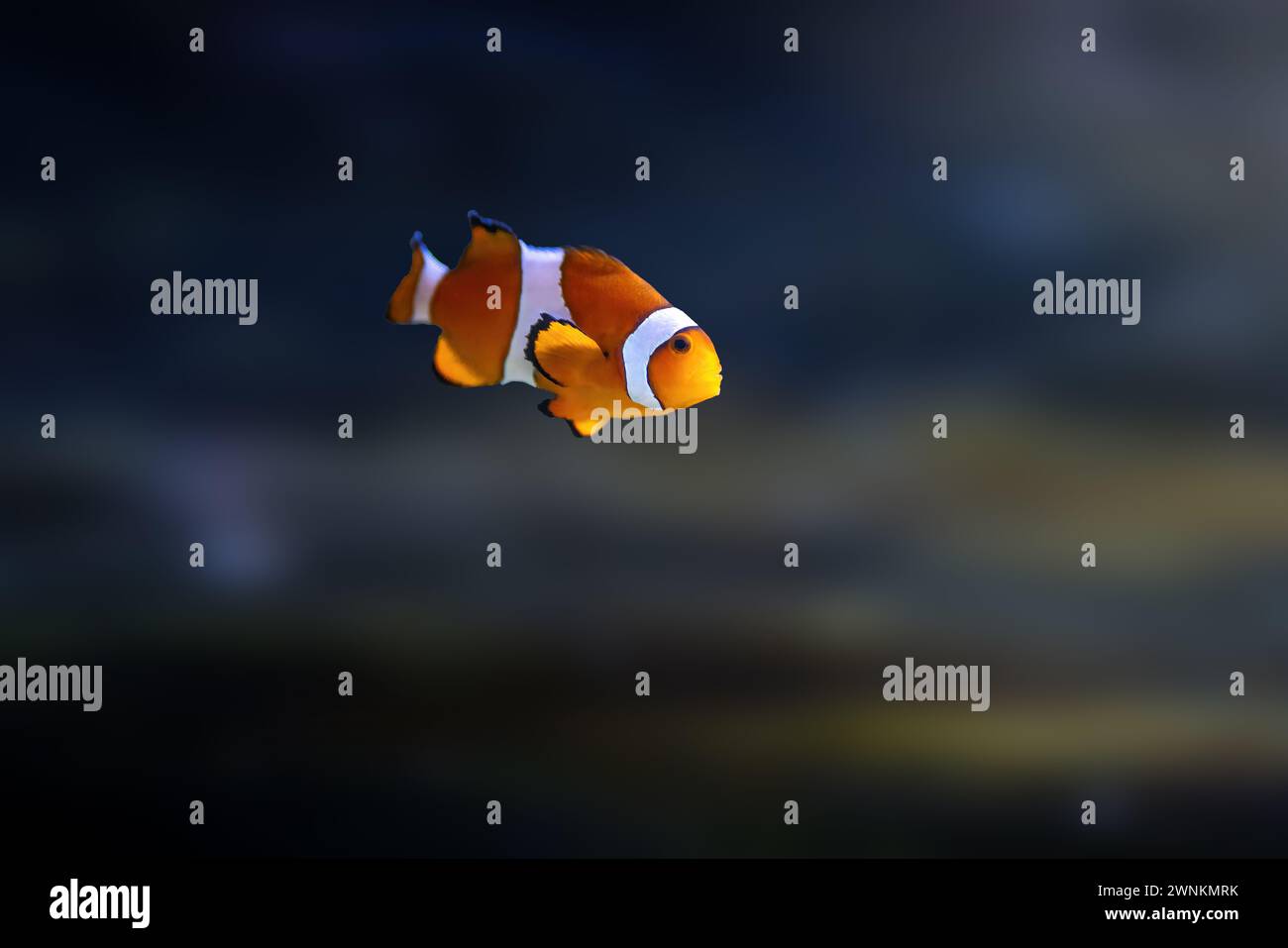 Ocellaris Clownfish (Amphiprion ocellaris) - Marine Fish Stock Photo ...