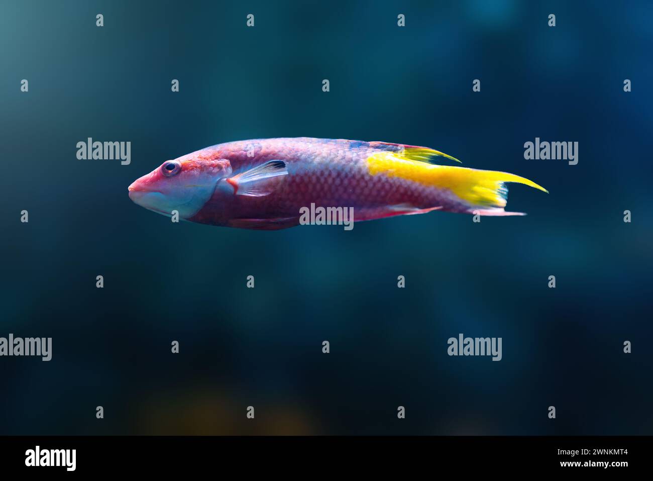 Spotfin Hogfish (Bodianus pulchellus) - Marine Fish Stock Photo - Alamy