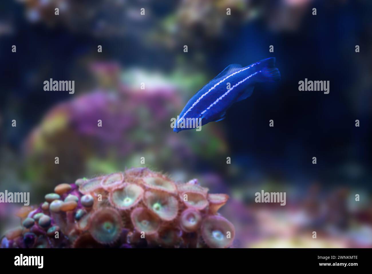 Fourline Wrasse (Larabicus quadrilineatus) - Marine Fish Stock Photo ...