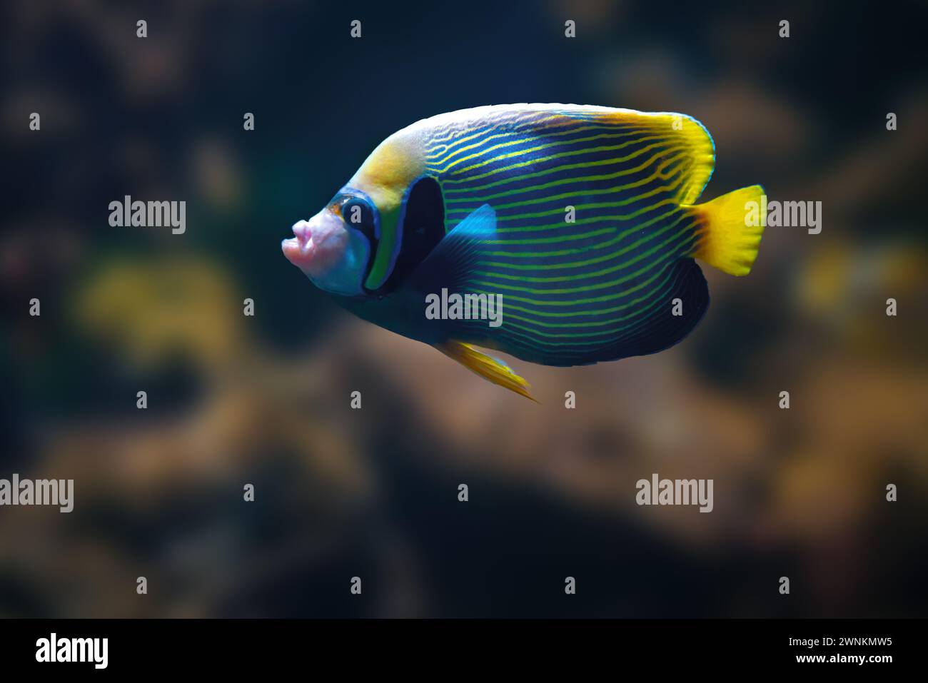 Emperor Angelfish (Pomacanthus imperator) - Marine Fish Stock Photo - Alamy