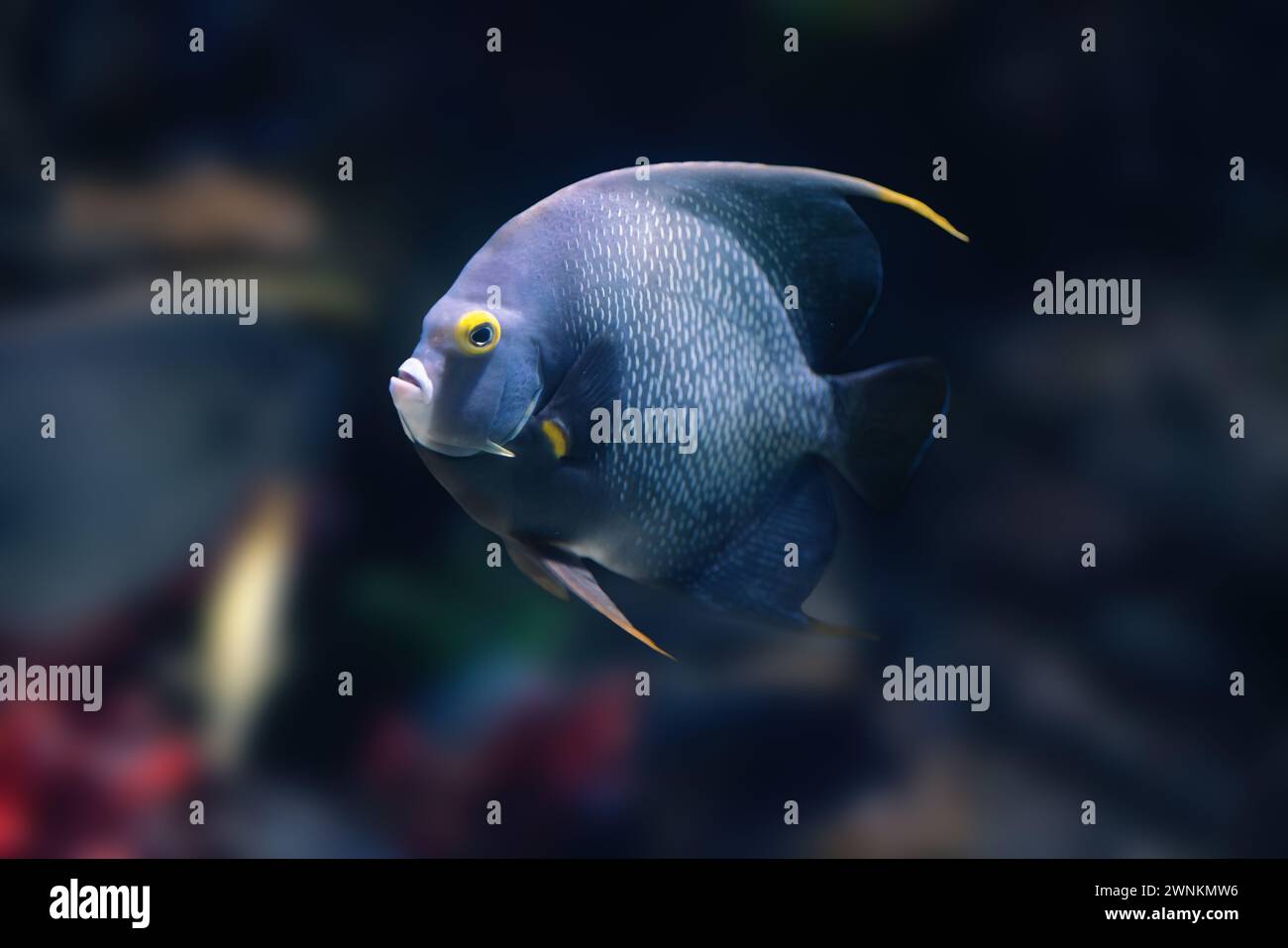 French Angelfish (Pomacanthus paru) - Marine Fish Stock Photo - Alamy