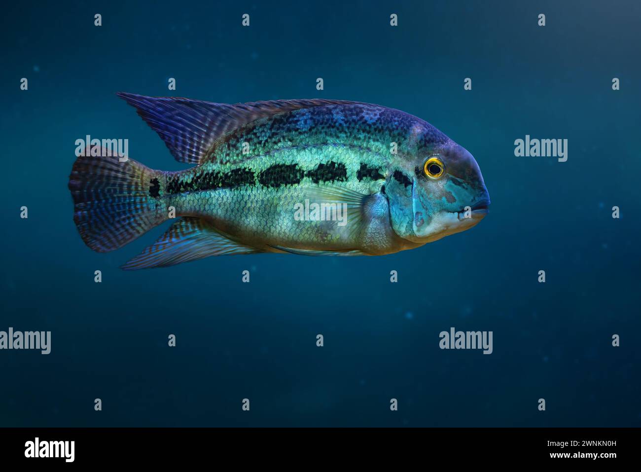 True Parrot Cichlid (Hoplarchus psittacus) - Freshwater Fish Stock ...