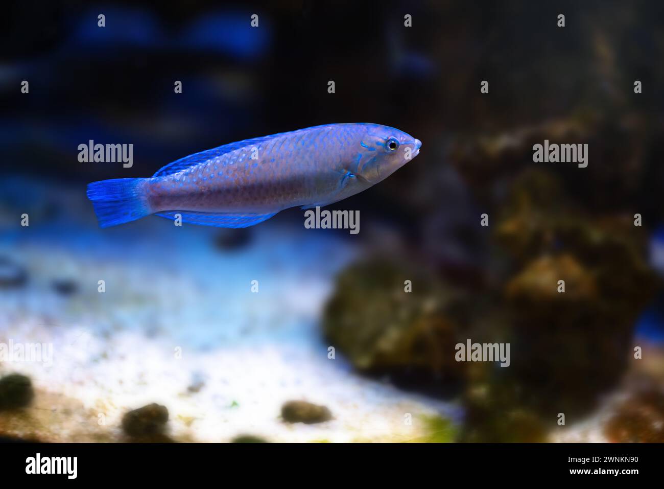 Brazilian Wrasse (Halichoeres brasiliensis) - Marine Fish Stock Photo ...