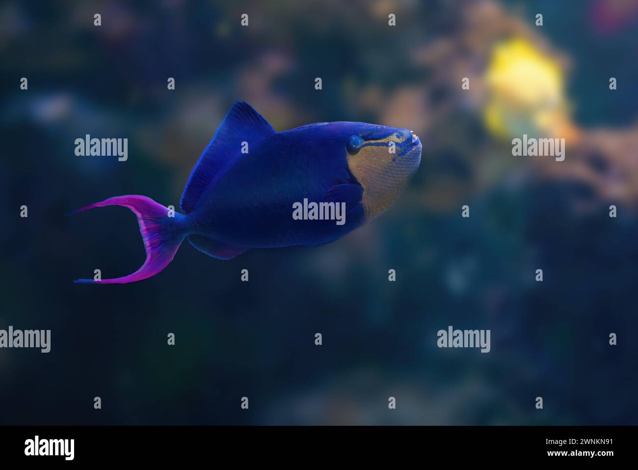 Redtoothed Triggerfish (Odonus niger) - Marine Fish Stock Photo - Alamy