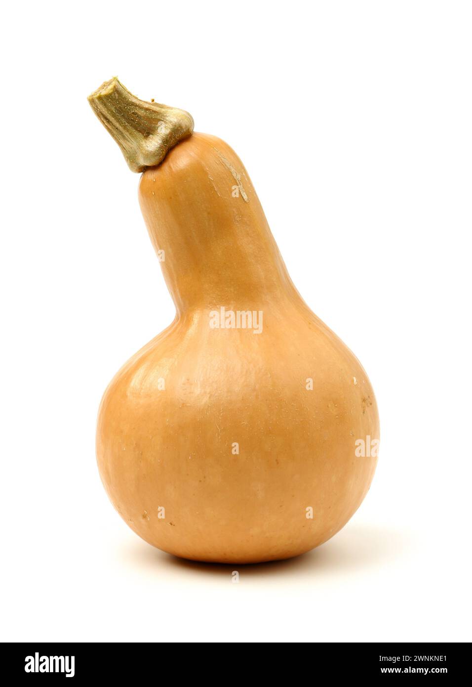 butternut squash isolated on white background Stock Photo - Alamy