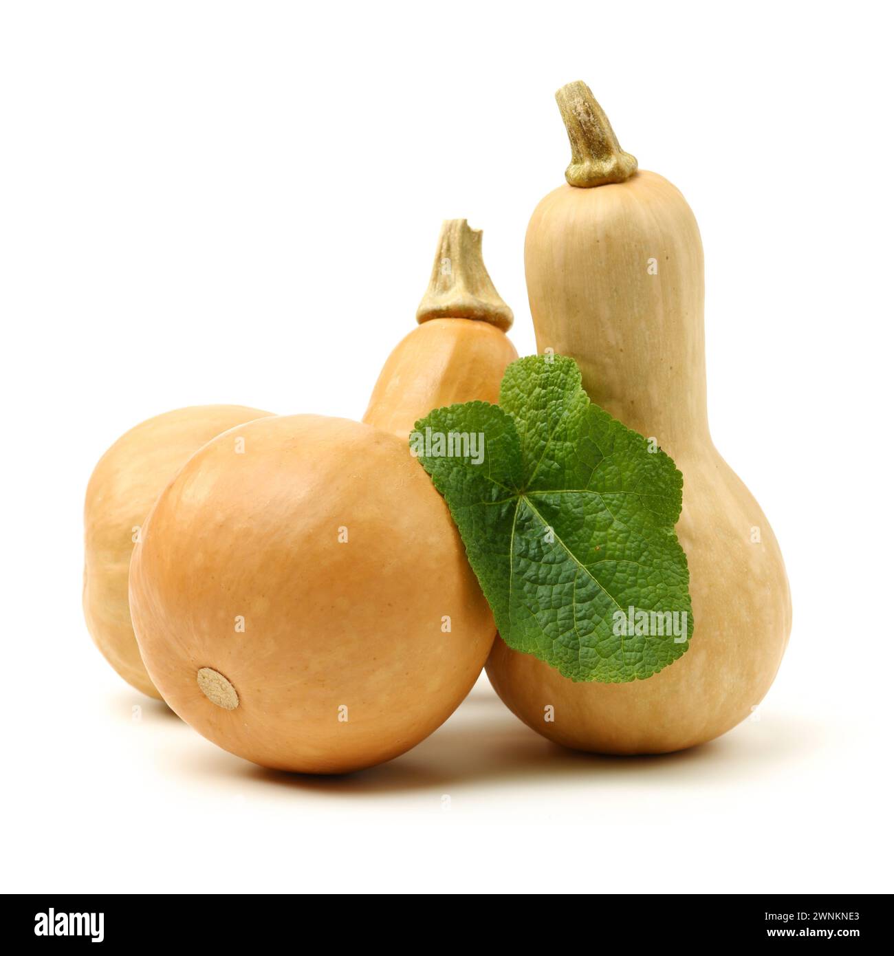 butternut squash isolated on white background Stock Photo - Alamy