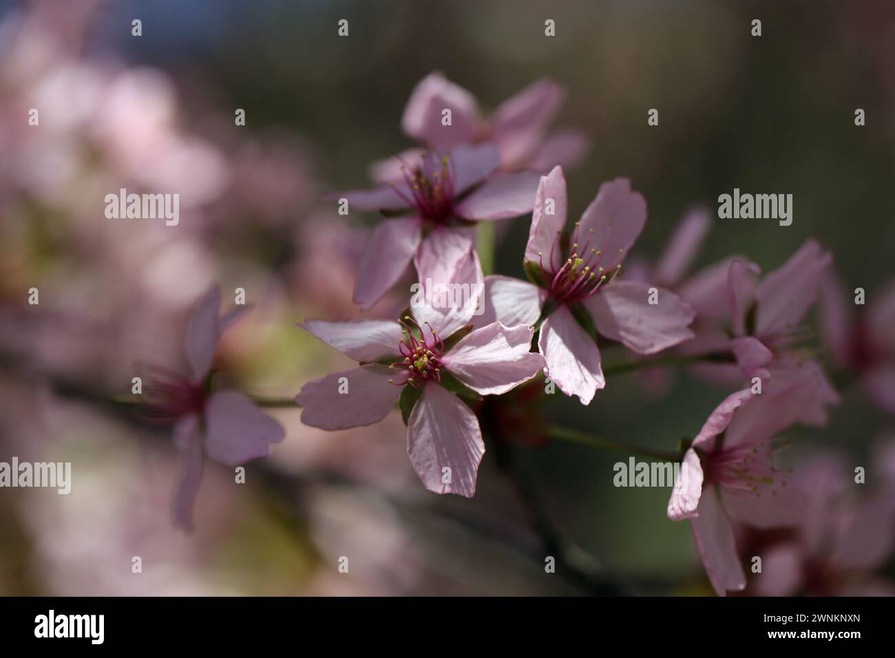 Pink and red rosebud cherry three flowers in a closeup color image ...