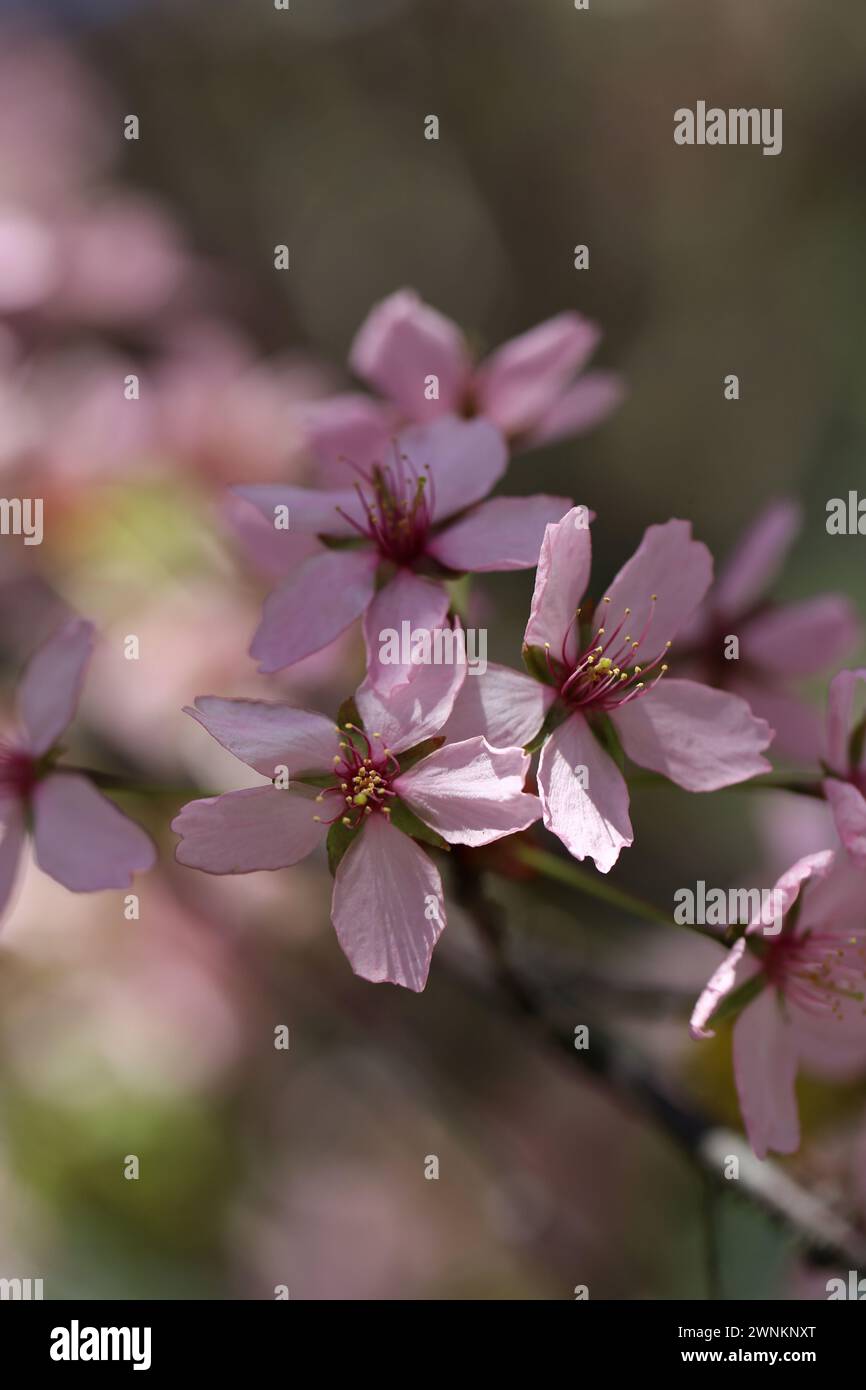 Pink and red rosebud cherry three flowers in a closeup color image ...