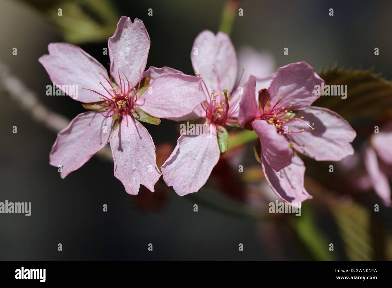 Pink and red rosebud cherry three flowers in a closeup color image ...