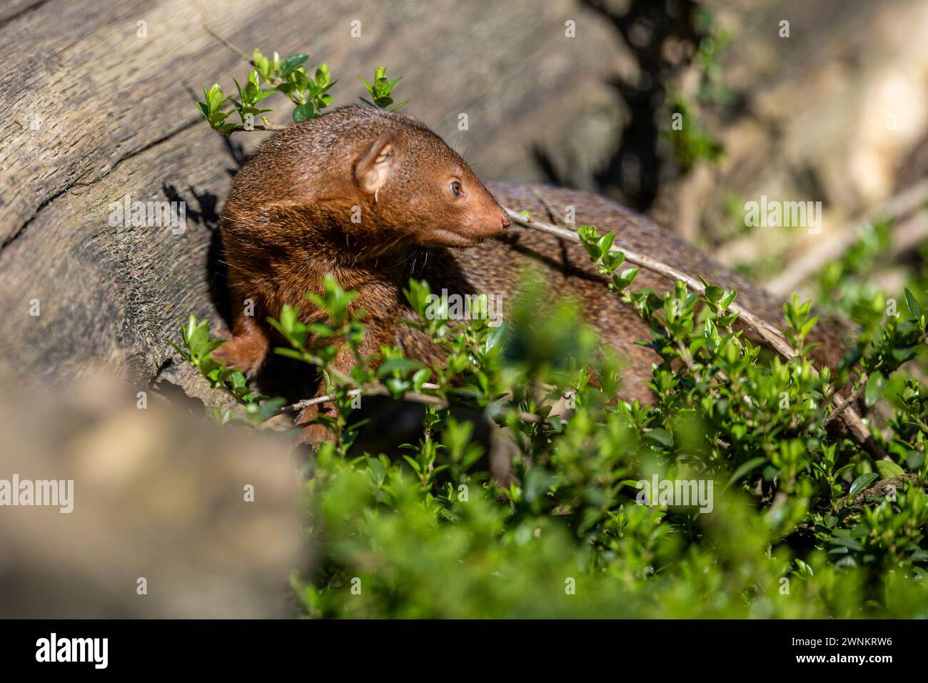 Zagreb, Croatia. 03rd Mar, 2024. Common dwarf mongoose (Helogale ...