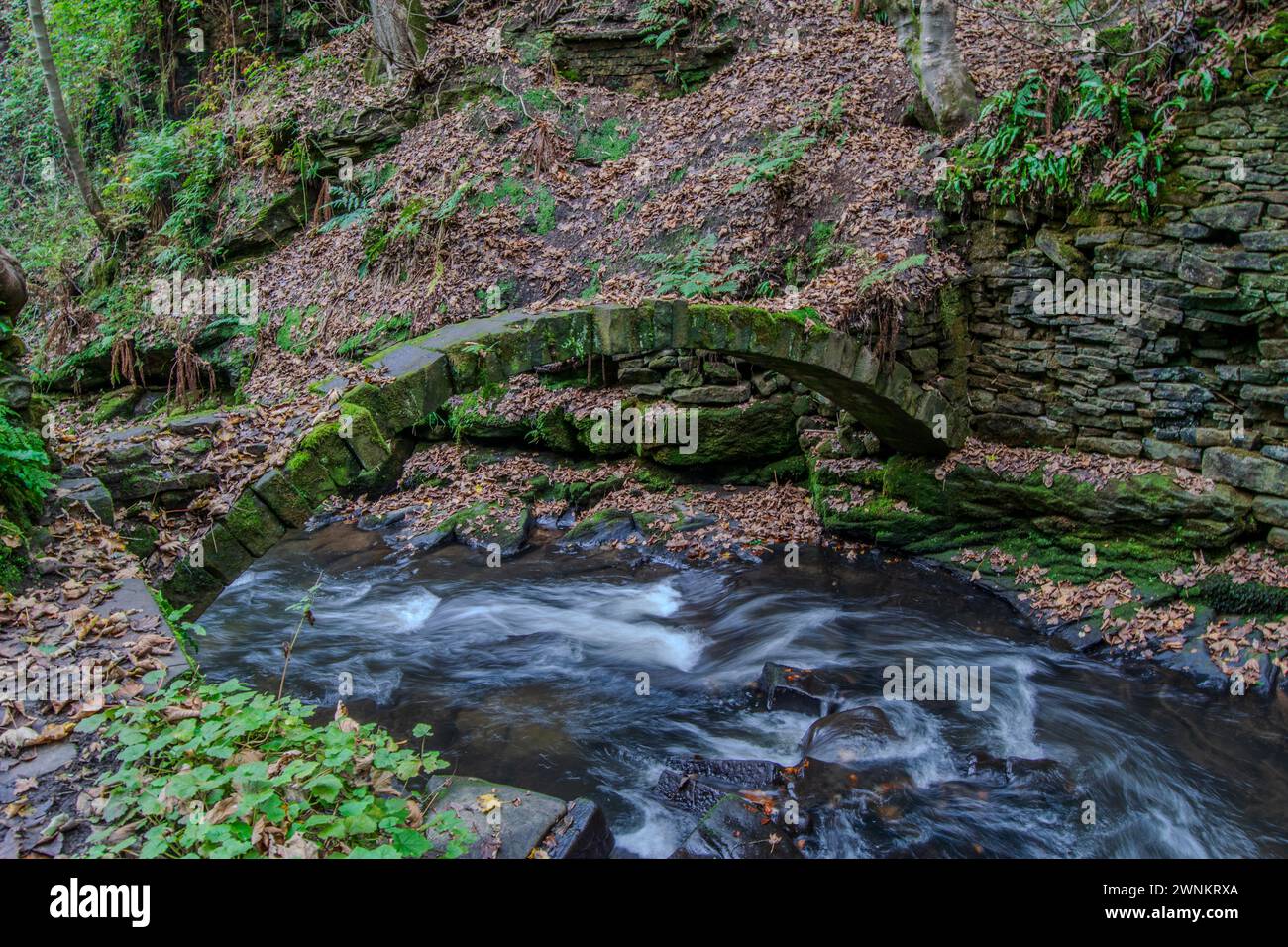 Healey Dell Nature Reserve in Winter Stock Photo - Alamy