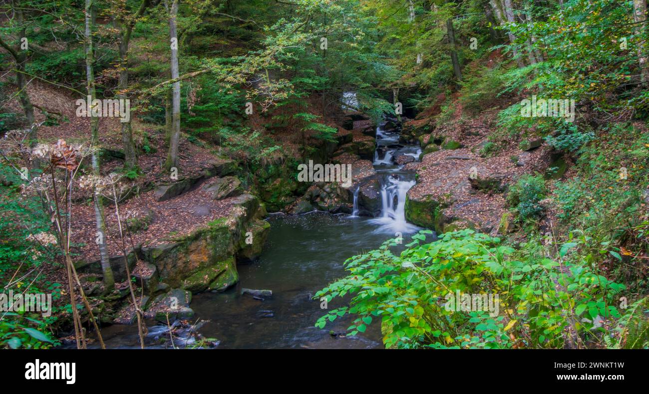 Healey Dell Nature Reserve in Winter Stock Photo - Alamy