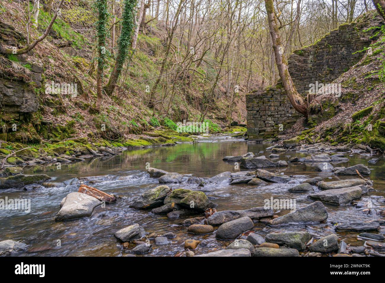 Healey Dell Nature Reserve in Winter Stock Photo - Alamy