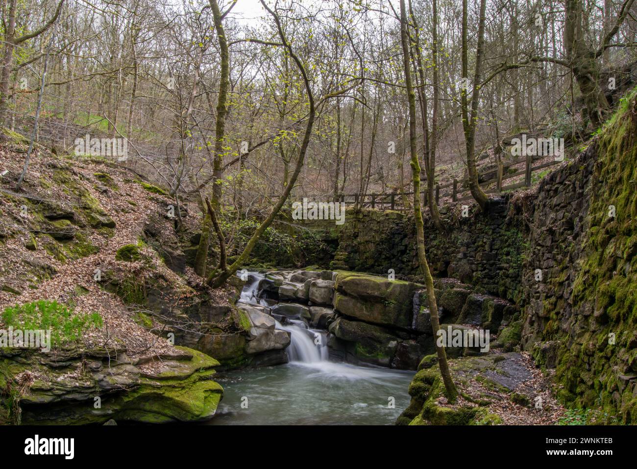 Healey Dell Nature Reserve in Winter Stock Photo - Alamy