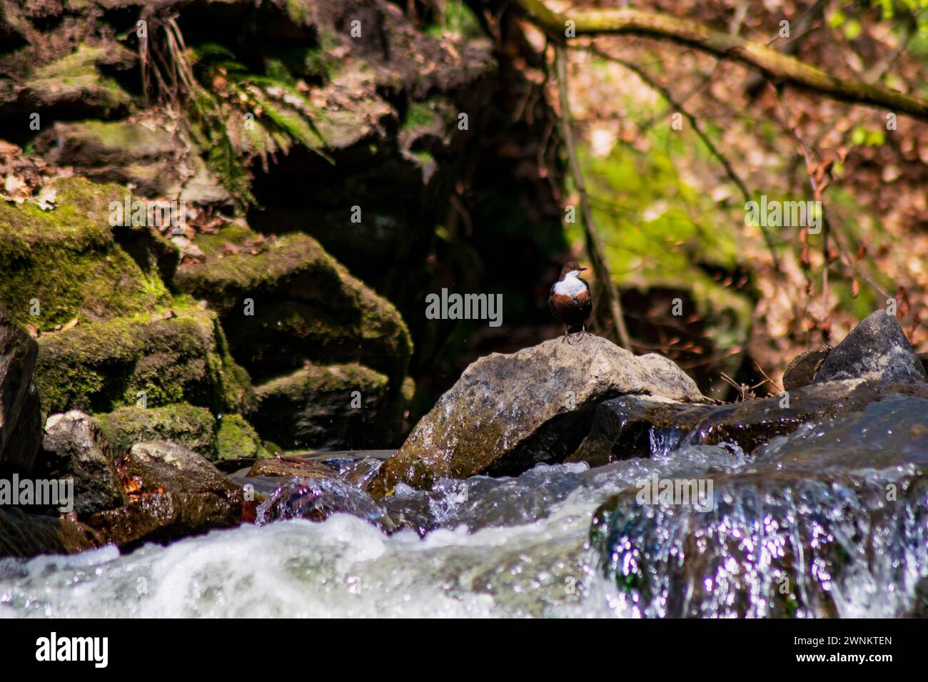 Healey dell rochdale hi-res stock photography and images - Alamy