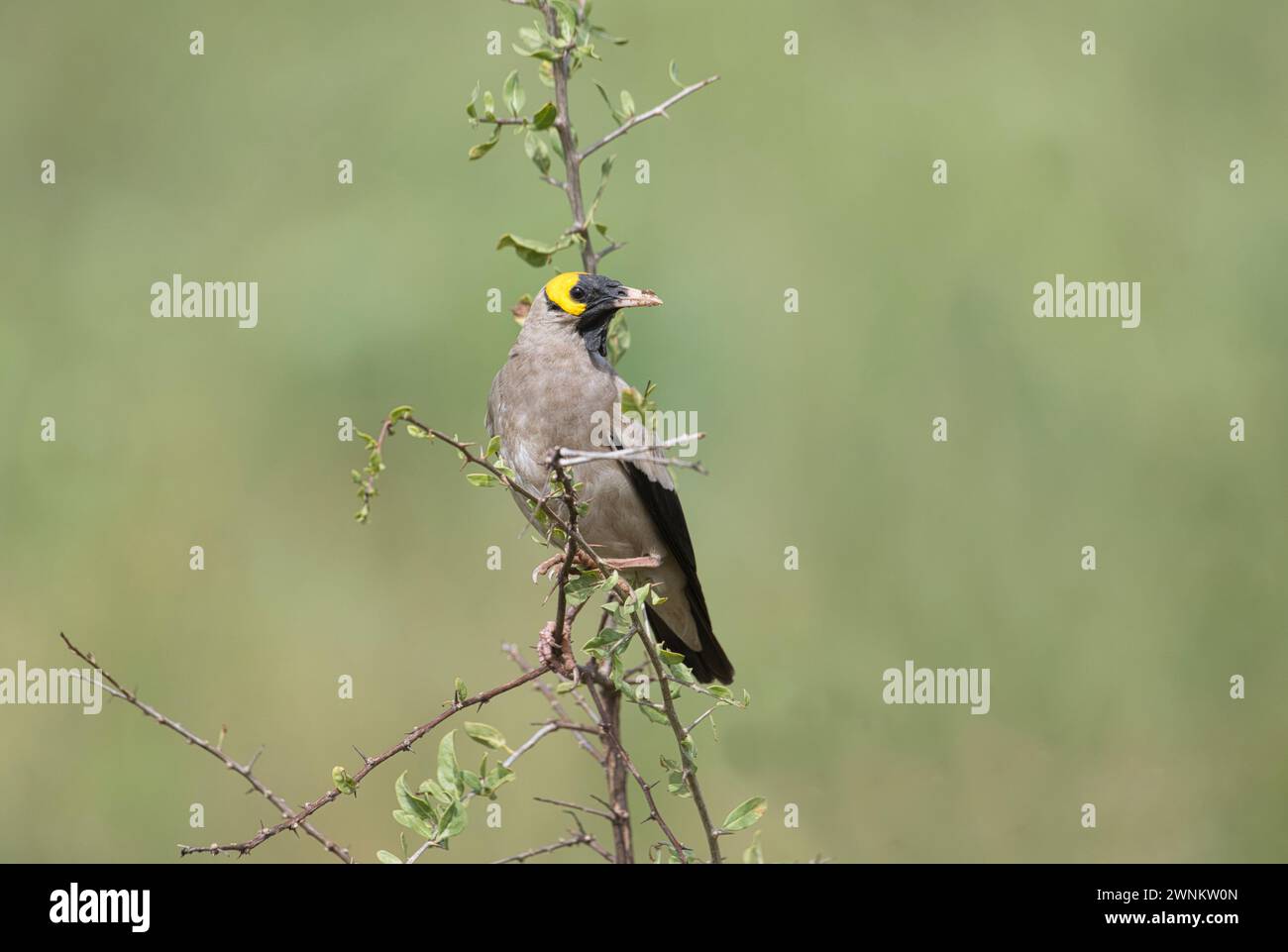 Wattled starling (Creatophora cinerea), male in breeding plumage Stock ...