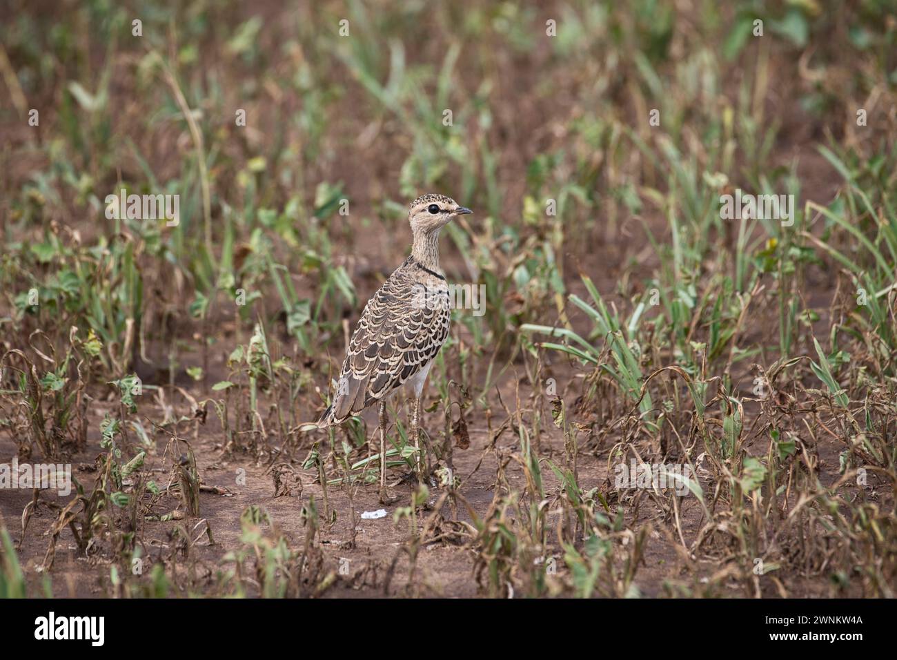 Double-banded courser (Smutsornis africanus Stock Photo - Alamy