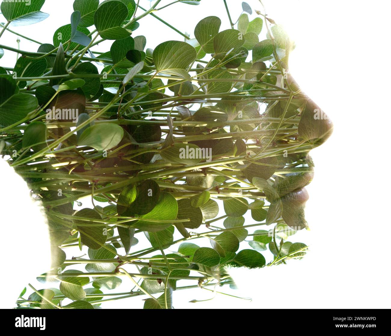 A double exposure profile portrait with a transparency effect Stock ...
