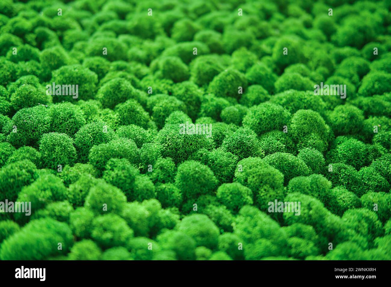 Background of green stabilized moss similar to grass with top view ...