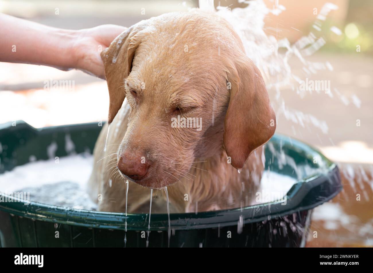 Labrador head hi-res stock photography and images - Alamy