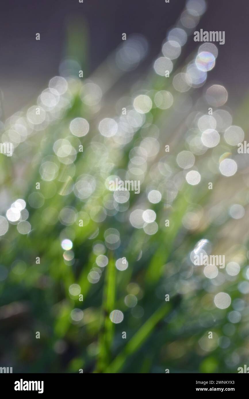Spring. Beautiful natural background of green grass with dew and water ...