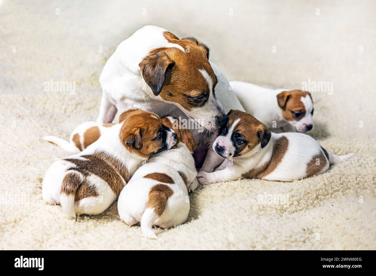 female Jack Russell terrier surrounded by her puppies. care and ...
