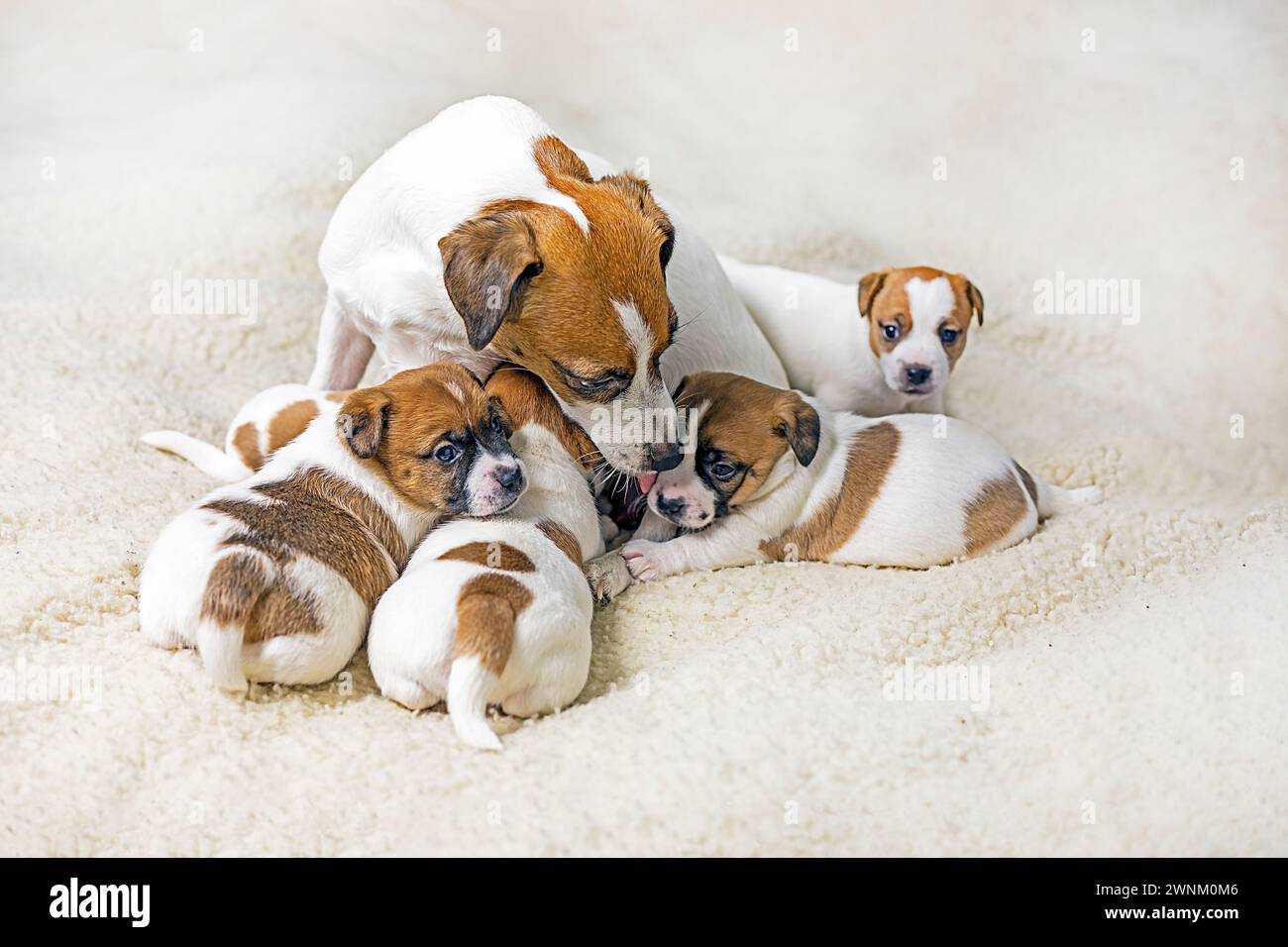 female Jack Russell terrier surrounded by her puppies. care and ...