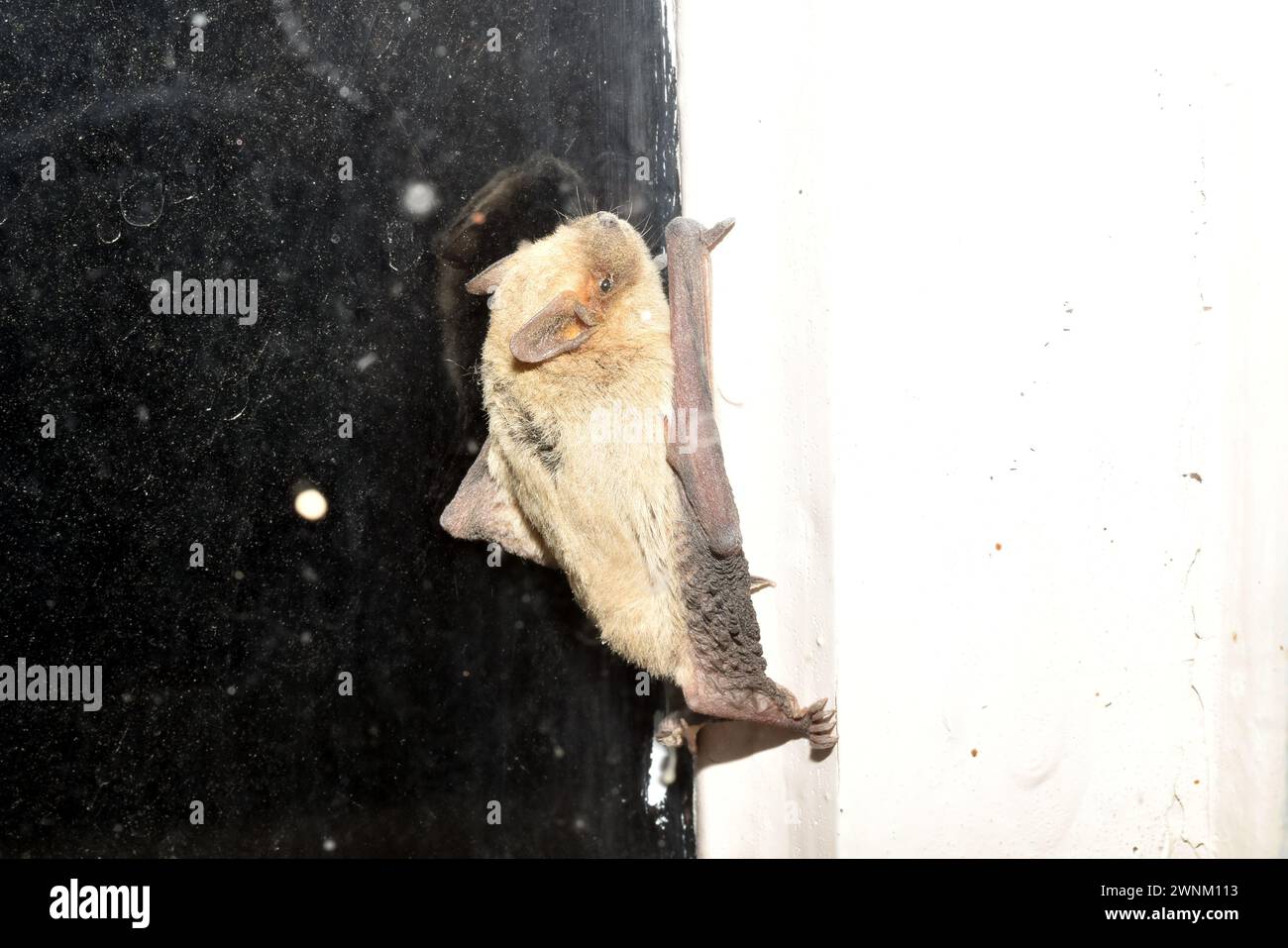 A bat crawls on a dirty window frame, close-up Stock Photo - Alamy